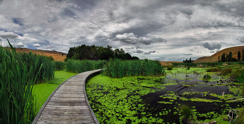 Rawa air abu-abu - Appropedia, the sustainability wiki