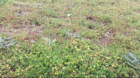 Jefferson Community Center native pollinators landscape - Appropedia ...