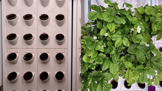 Strawberry wall:FAST - Appropedia, the sustainability wiki