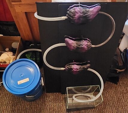 Humboldt SoE oyster filtration demo