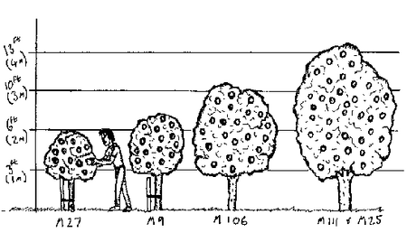 Fruit tree propagation - Appropedia, the sustainability wiki