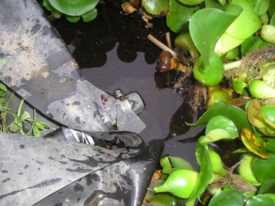 The Bottoms wildlife pond greywater marsh