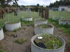 Zane Middle School garden update